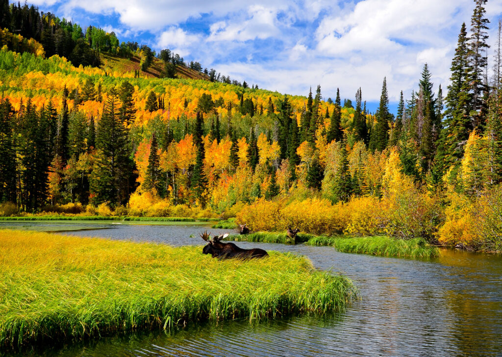 7 Spectacular Species of Utah Wildlife | All Seasons Resort Lodging